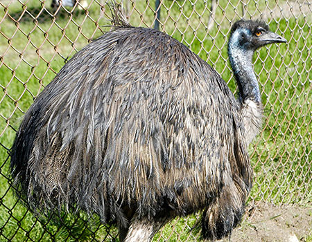 Visite et activités - Emeu Charlevoix